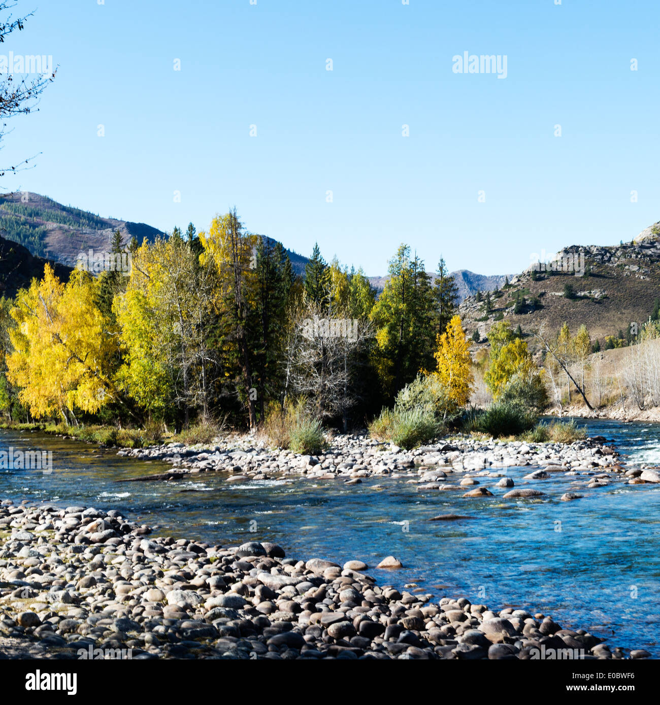 Birch trees in xinjiang,china Stock Photo - Alamy