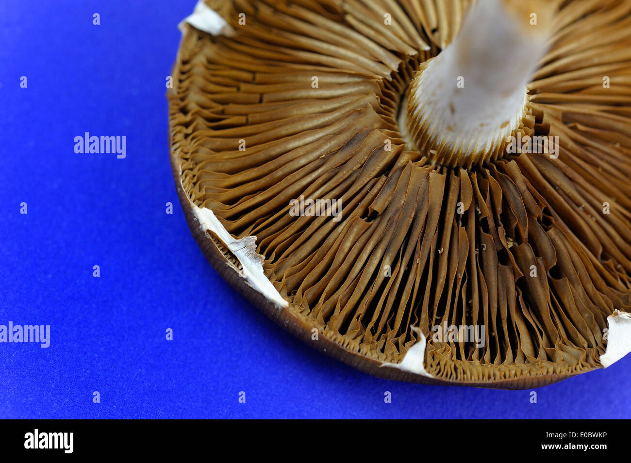 Blue mushroom cap hi-res stock photography and images - Alamy