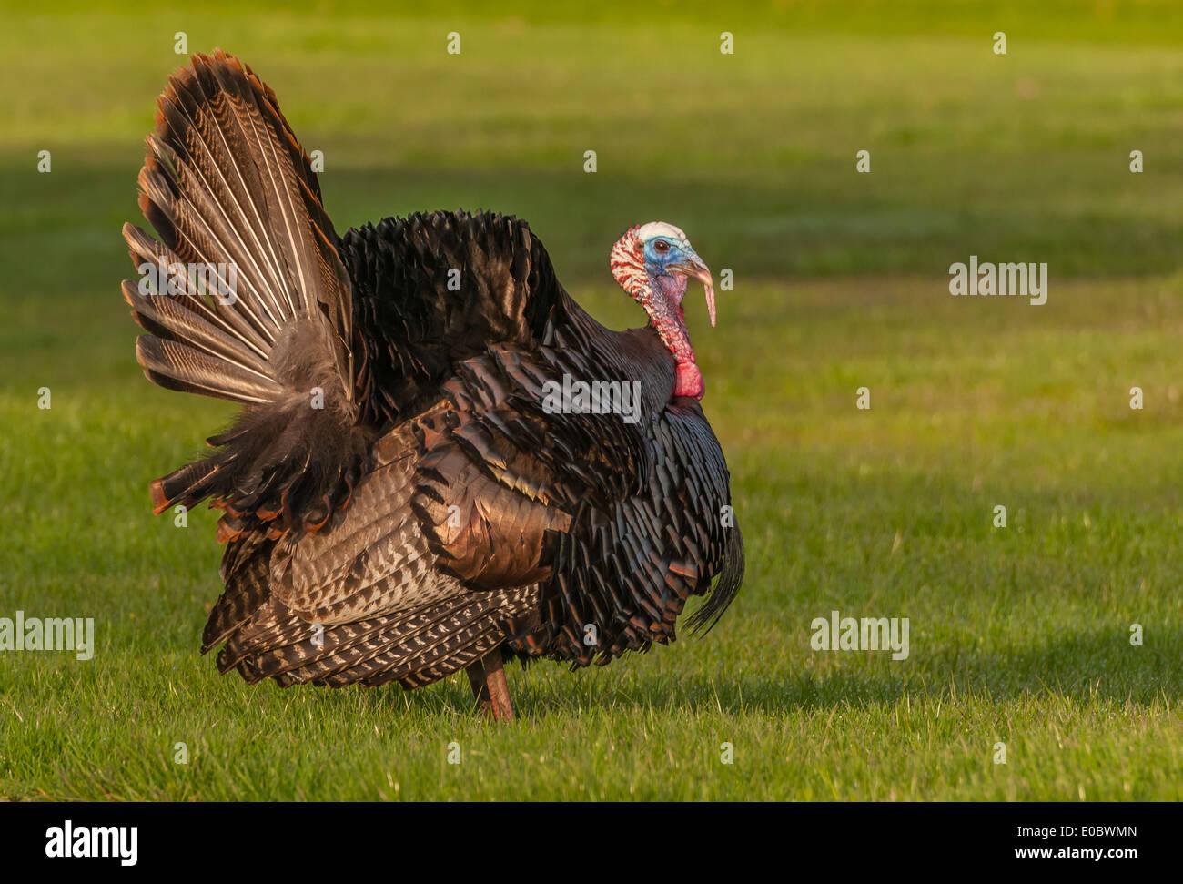 Strutting animal hi-res stock photography and images - Alamy