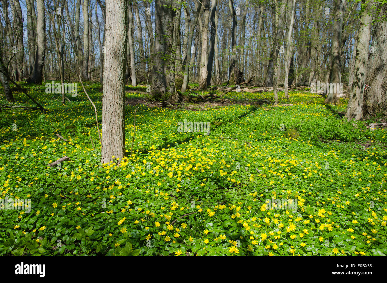 Elm tree flower hi-res stock photography and images - Alamy