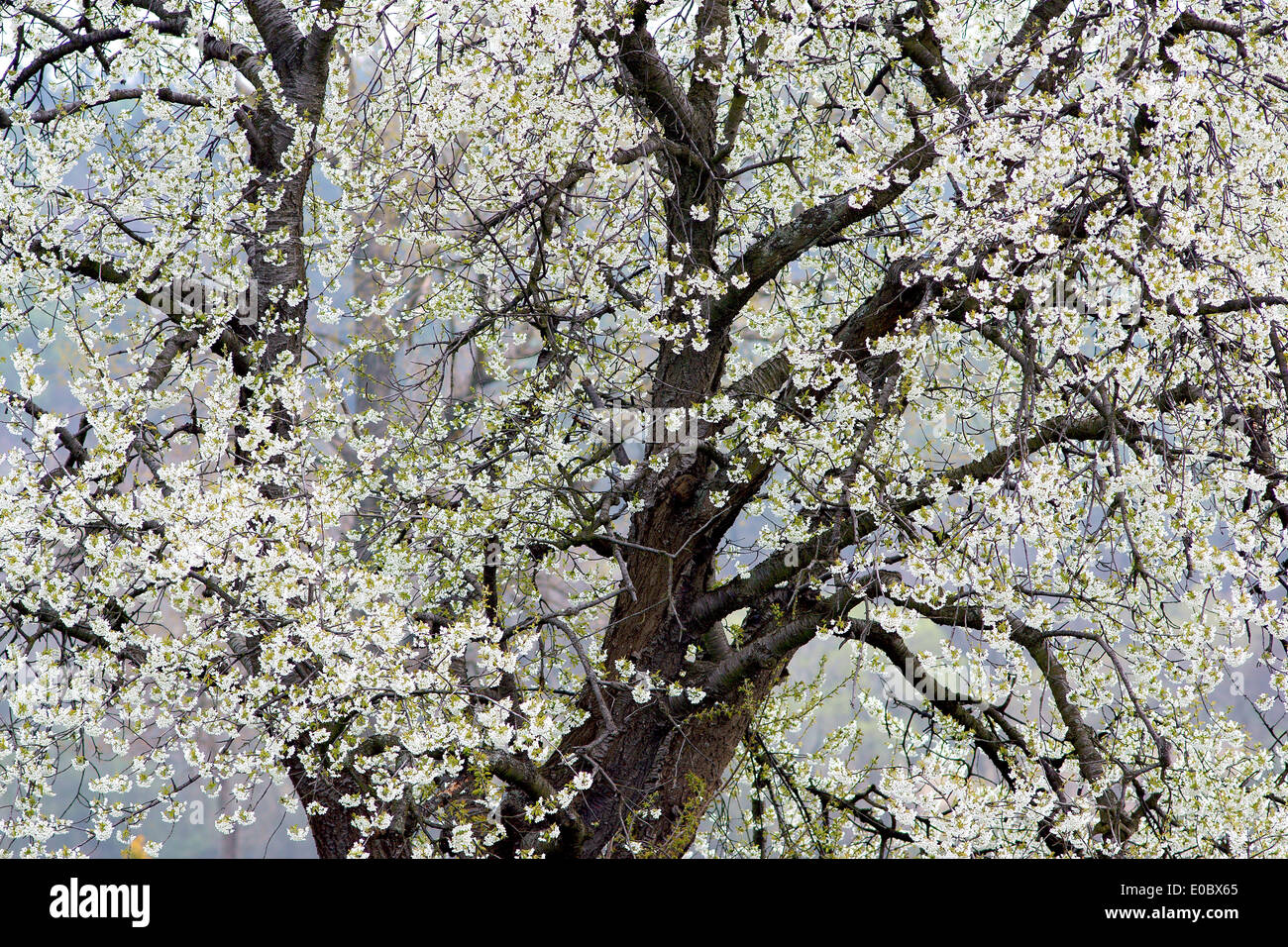 Blooming cherry trees in the field Stock Photo - Alamy