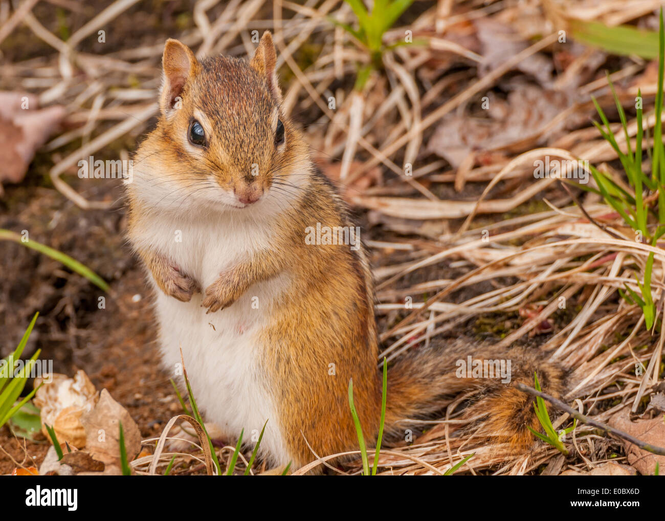 Fattest Chipmunk In The World