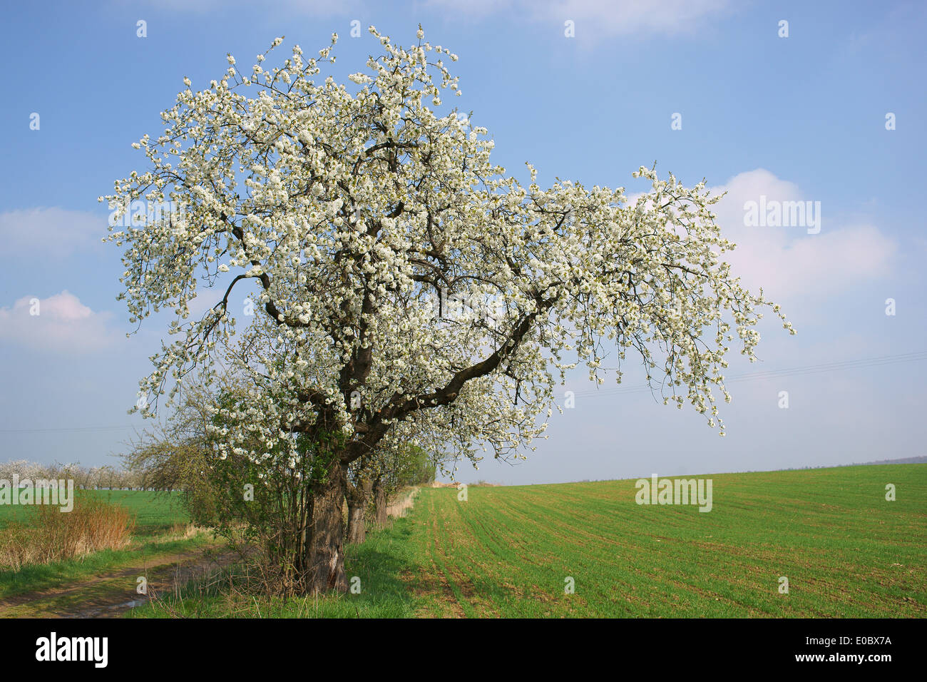 Blooming cherry tree hi-res stock photography and images - Alamy