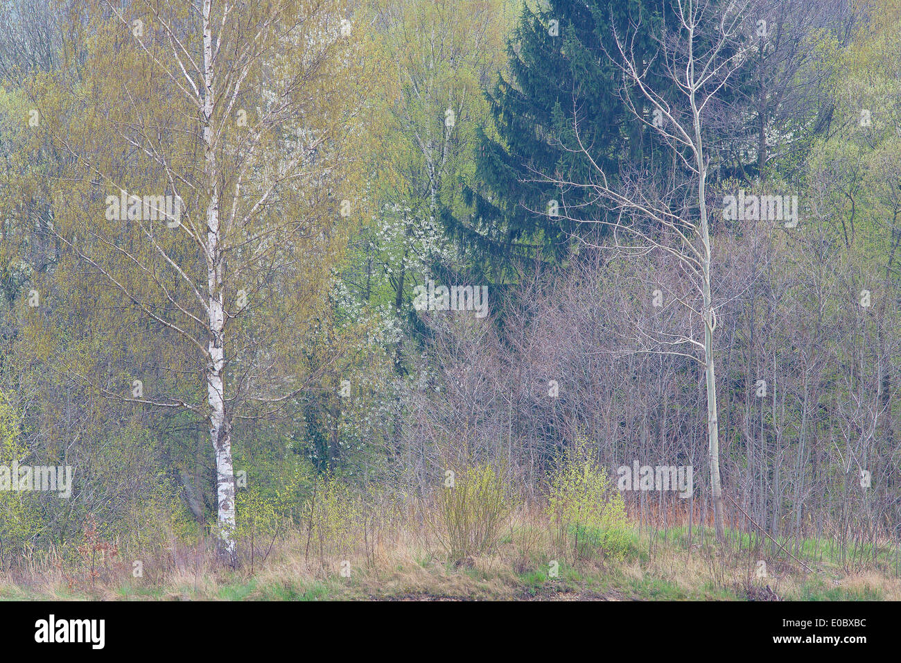 Young fresh green birch tree budding Betula veruccosa Stock Photo - Alamy