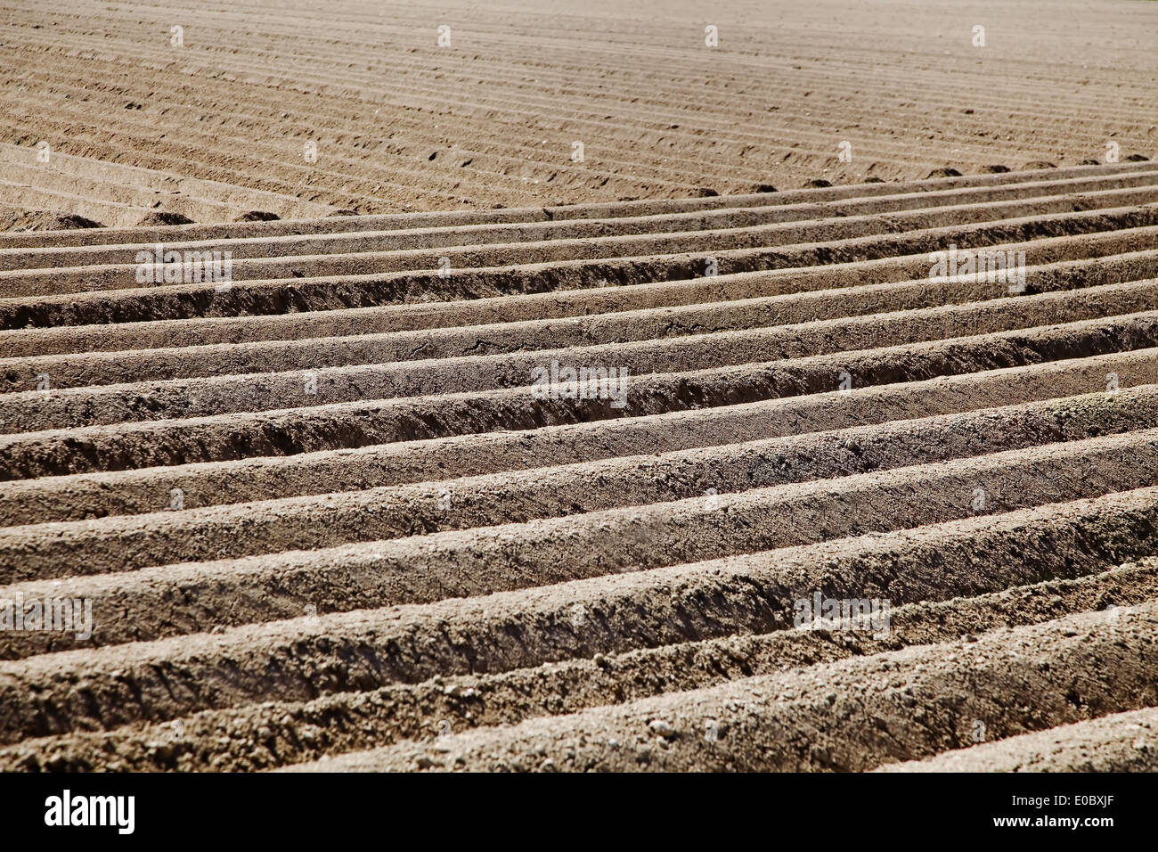 A freshly furrowed field in the agriculture., Ein frisch gepfluegtes ...