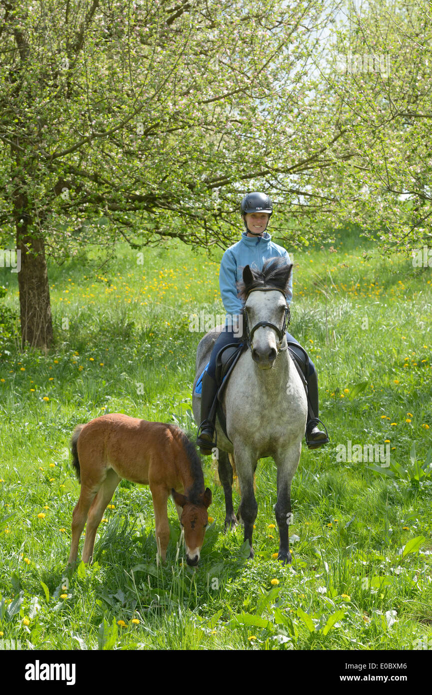 Connemara mare hi-res stock photography and images - Alamy