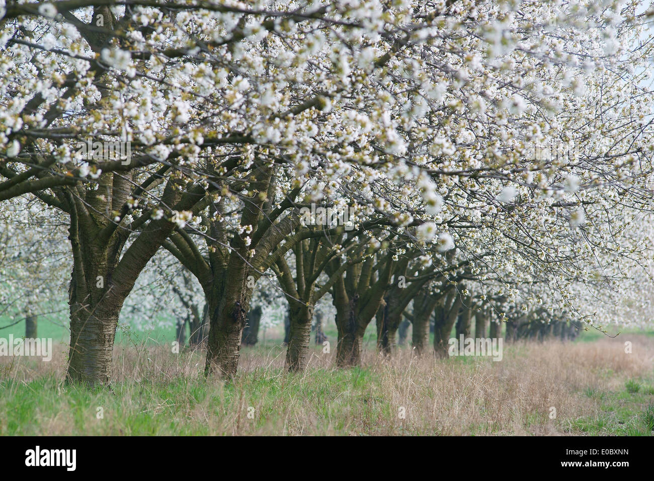 Row of blooming cherry trees in the orchard Stock Photo - Alamy