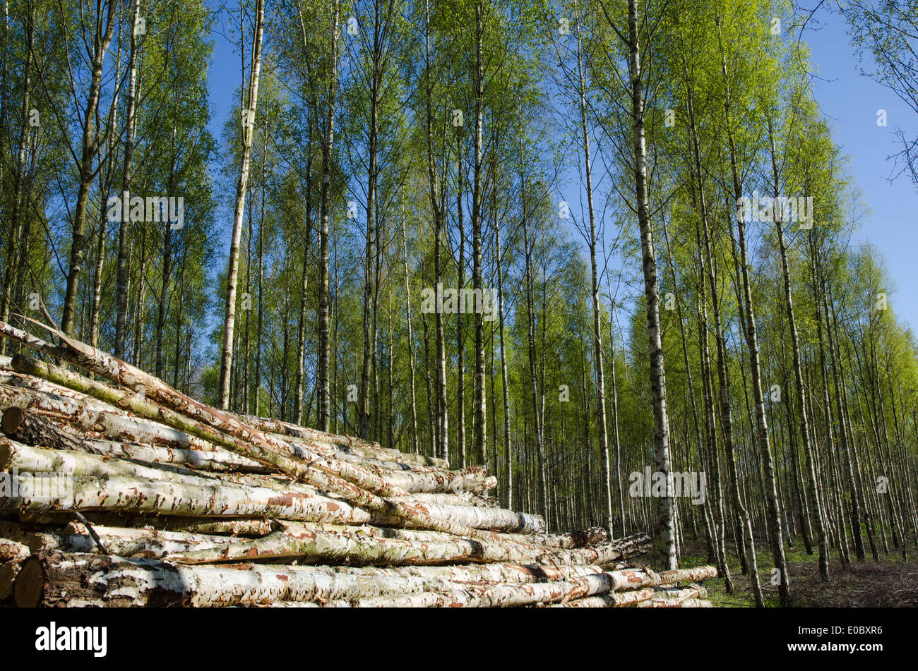 Birch tree wood pile at springtime Stock Photo - Alamy