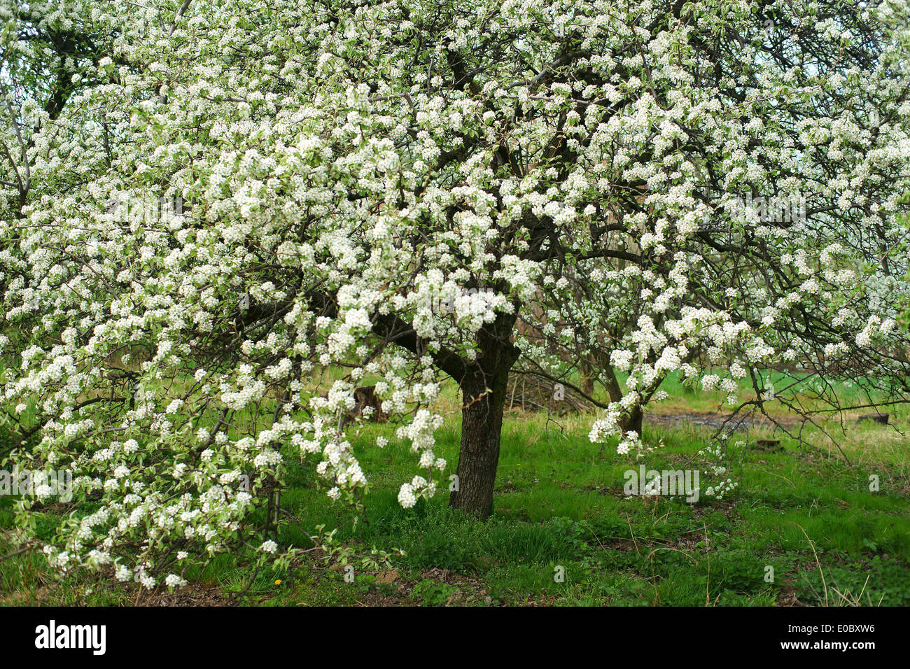 Pear tree in full bloom Stock Photo - Alamy