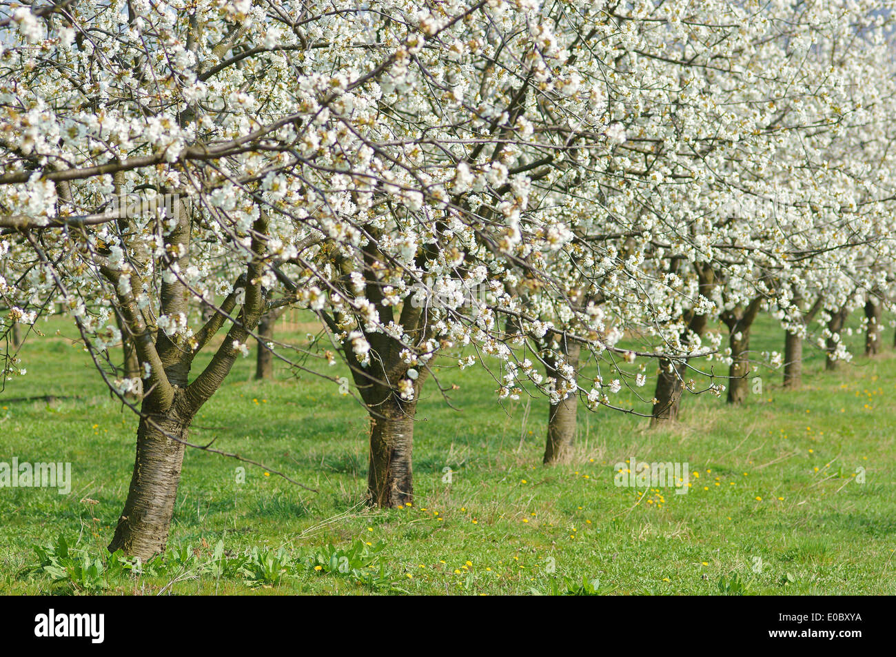 Row blooming hi-res stock photography and images - Alamy
