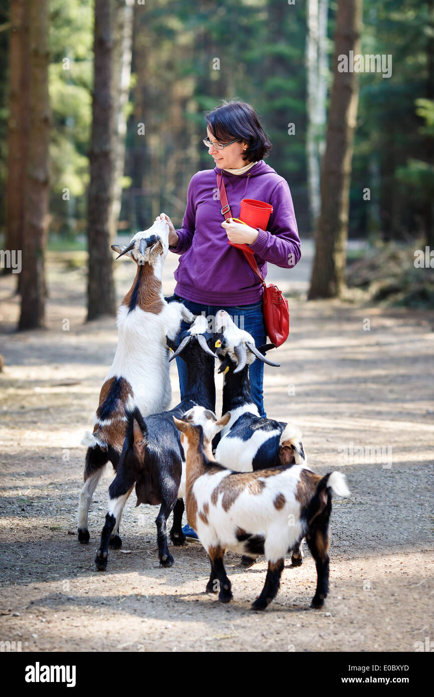 Young attractive woman feeding group of goats Stock Photo - Alamy