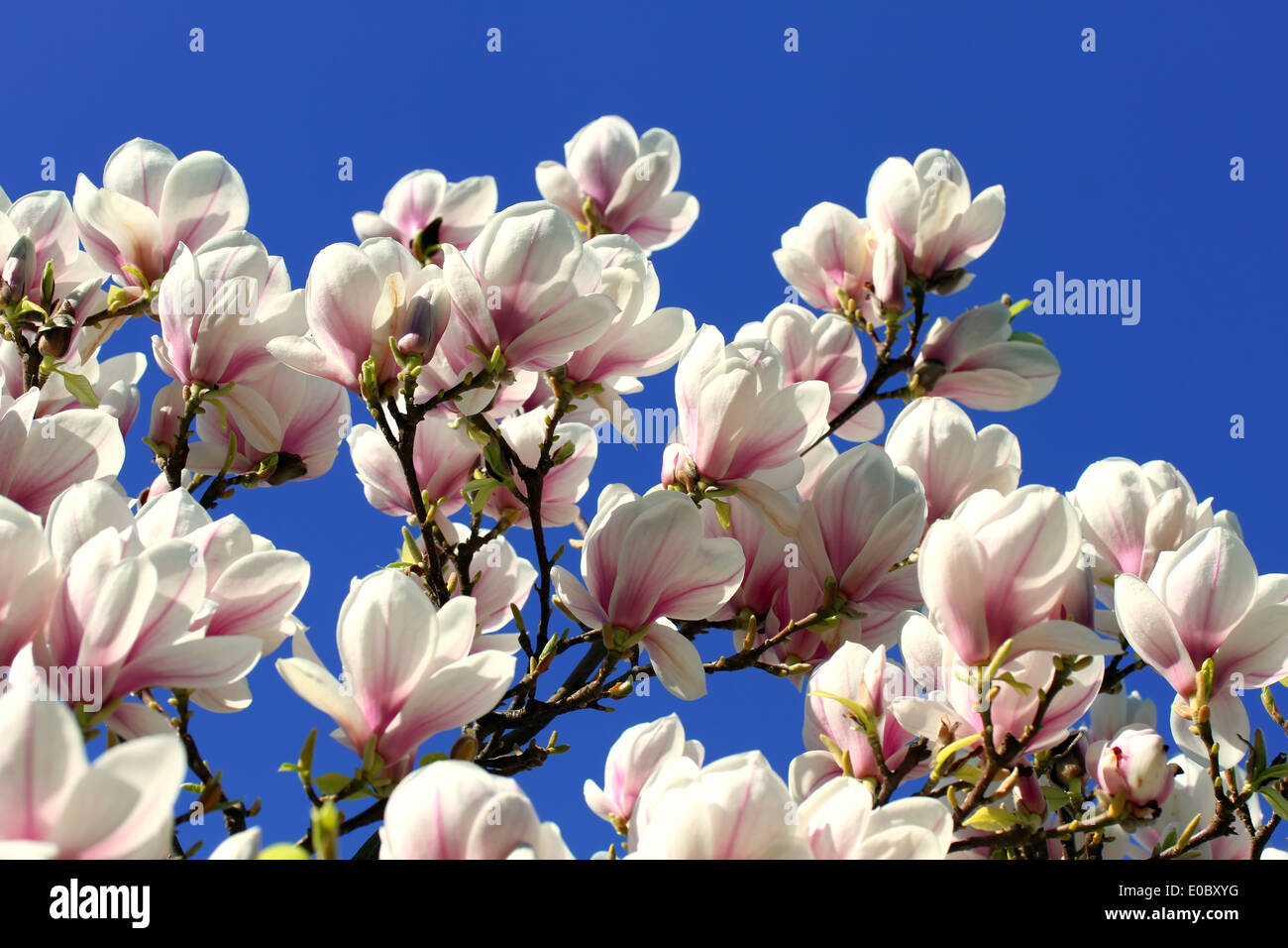 Magnolia tree spring flowers Stock Photo - Alamy