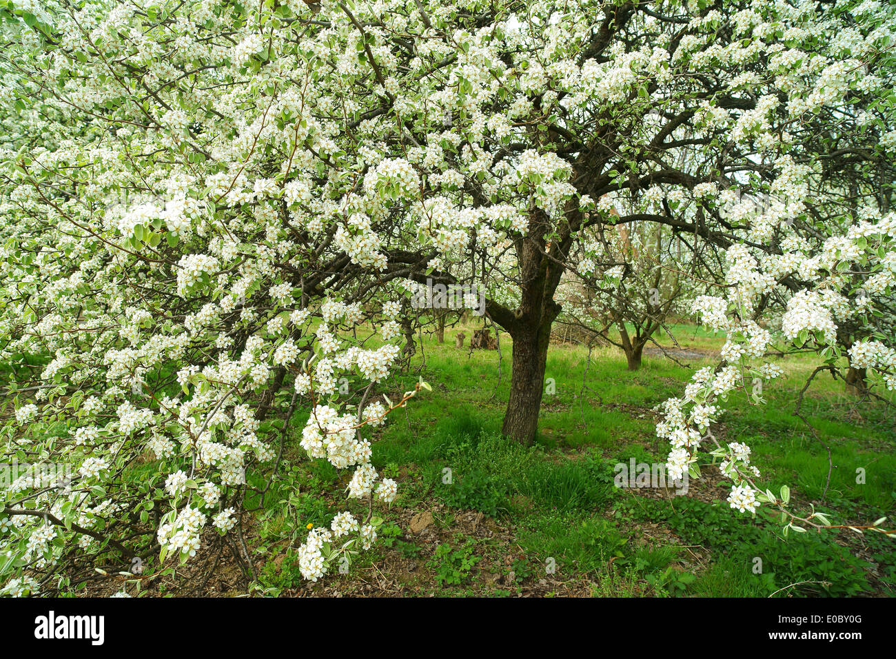 Pear tree in full bloom Stock Photo - Alamy