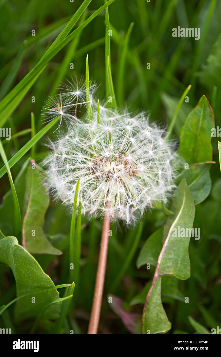 Solitary dandelion seed head hi-res stock photography and images - Alamy