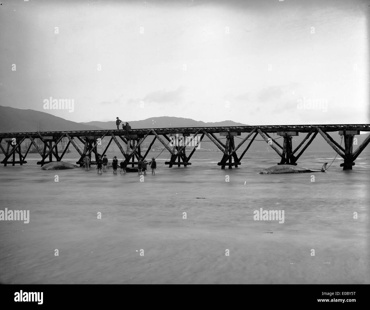 This photograph captures the tragic stranding of blackfish whales at Te ...