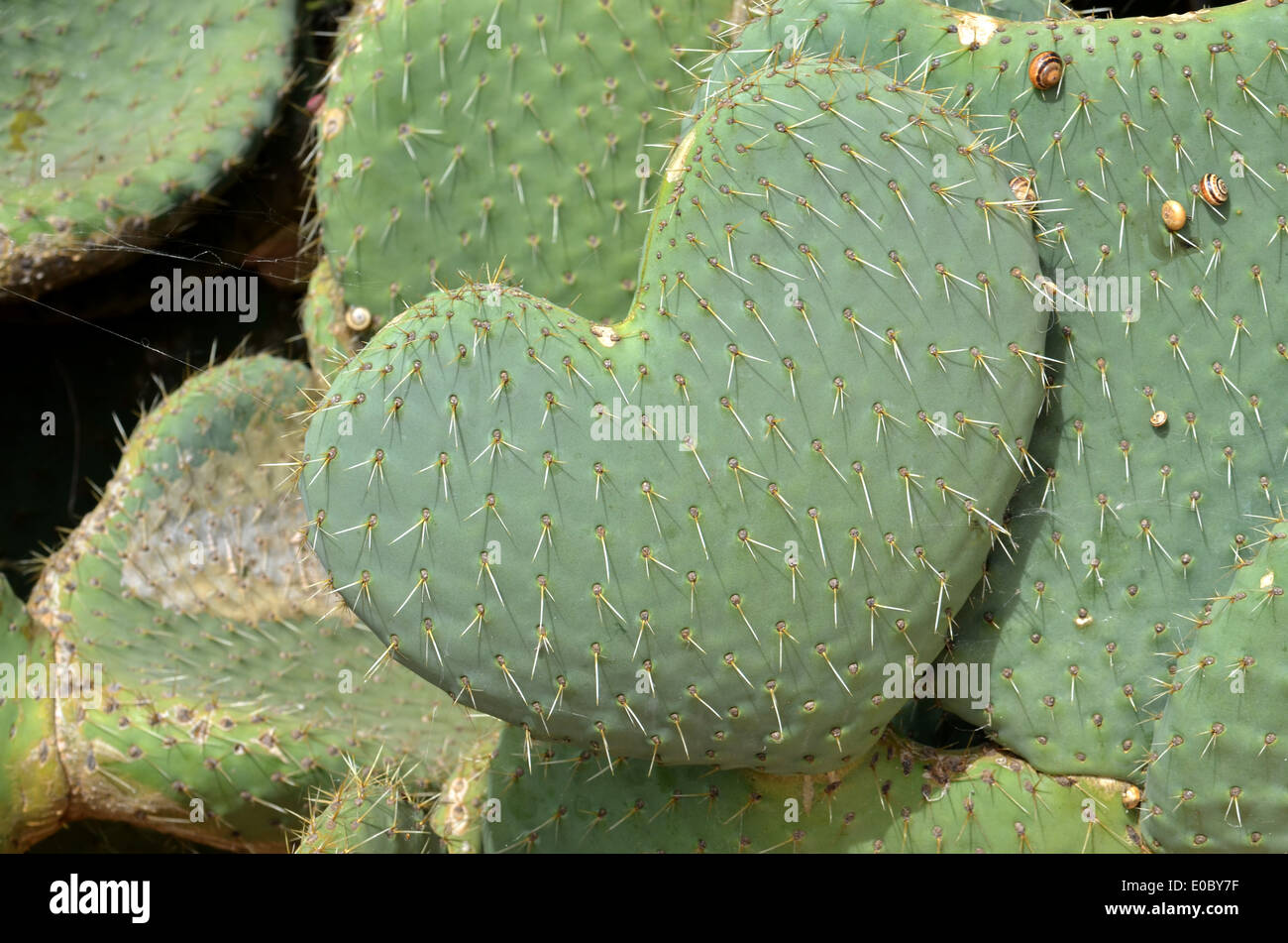 Cactus shaped heart hi-res stock photography and images - Alamy