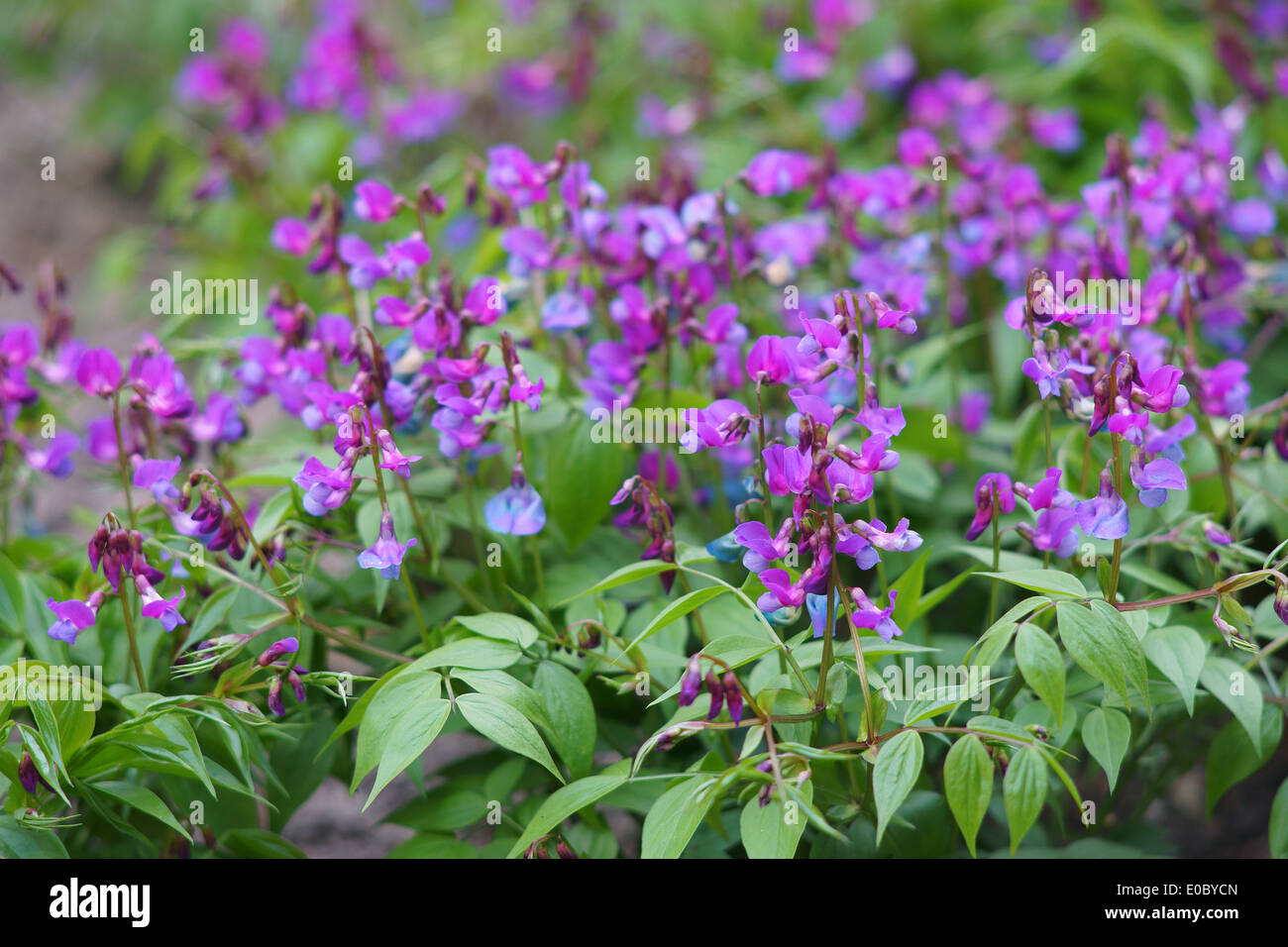 Spring pea flowers blooming Lathyrus vernus Stock Photo - Alamy