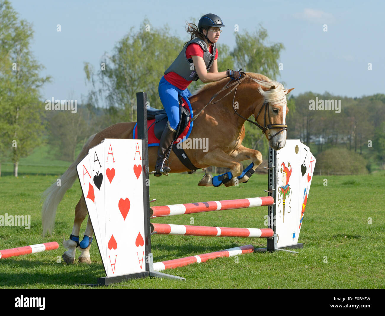 Rider on back of a Haflinger horse jumping over a small fence Stock ...
