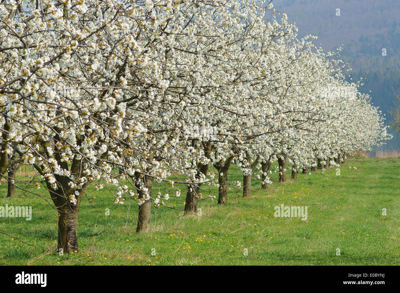 Row of blooming cherry trees in the orchard Stock Photo - Alamy