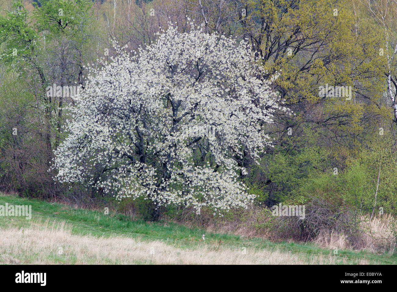Blooming cherry tree hi-res stock photography and images - Alamy