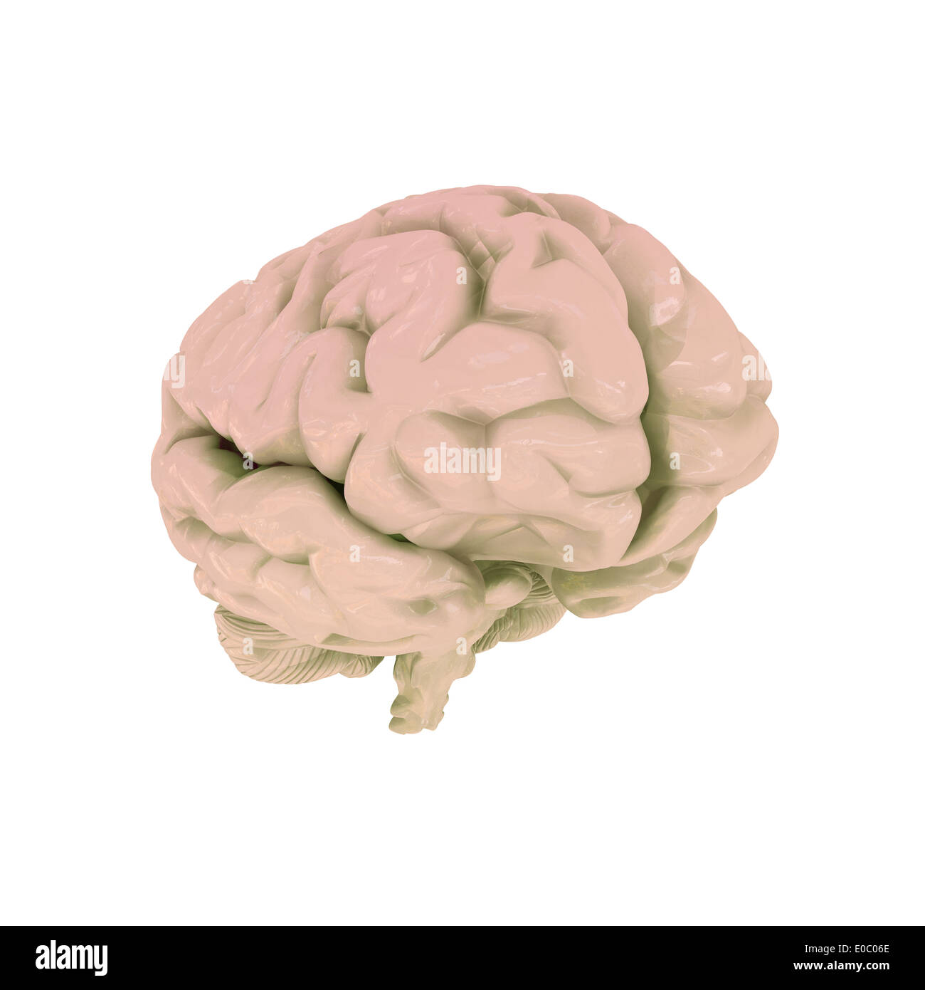 human brain isolated on white background Stock Photo - Alamy