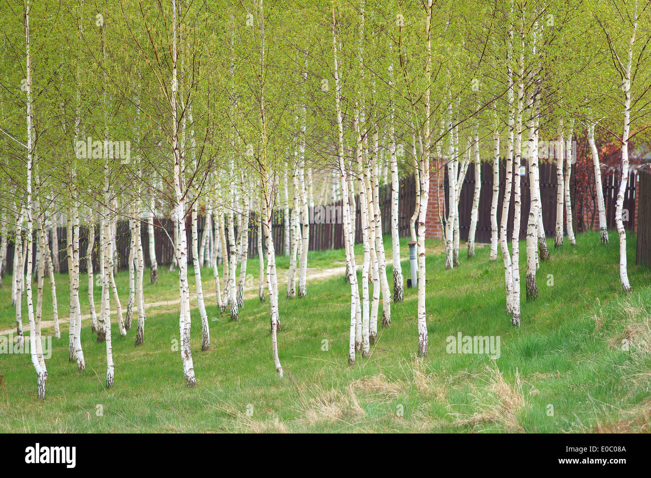 Young fresh green birch trees spring leaves Betula veruccosa Stock ...