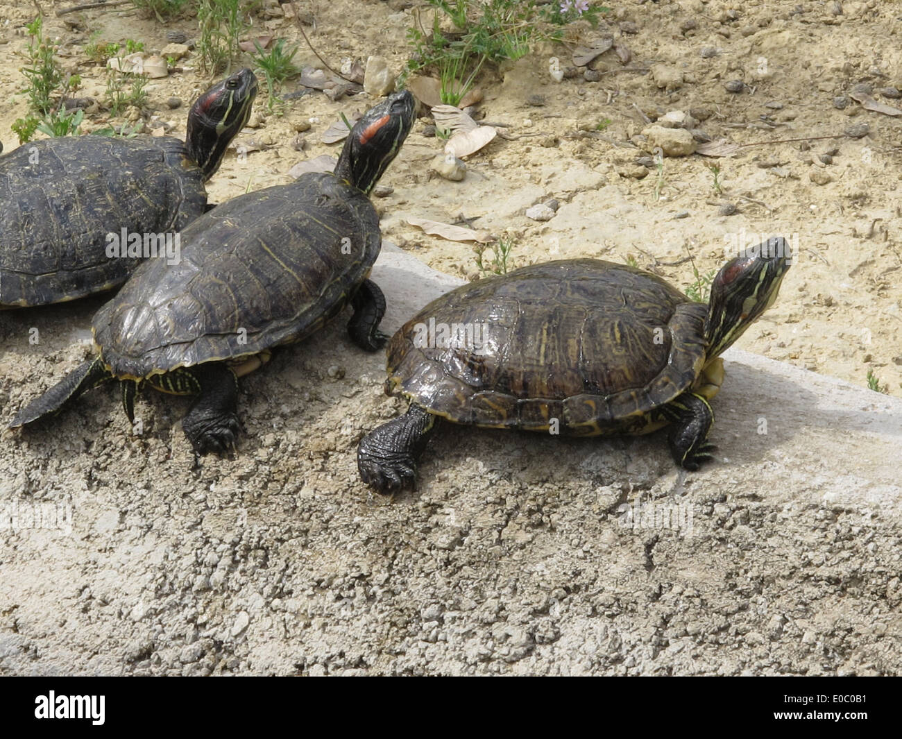 Three turtles walking along the side of a pond in the crocodile park at ...