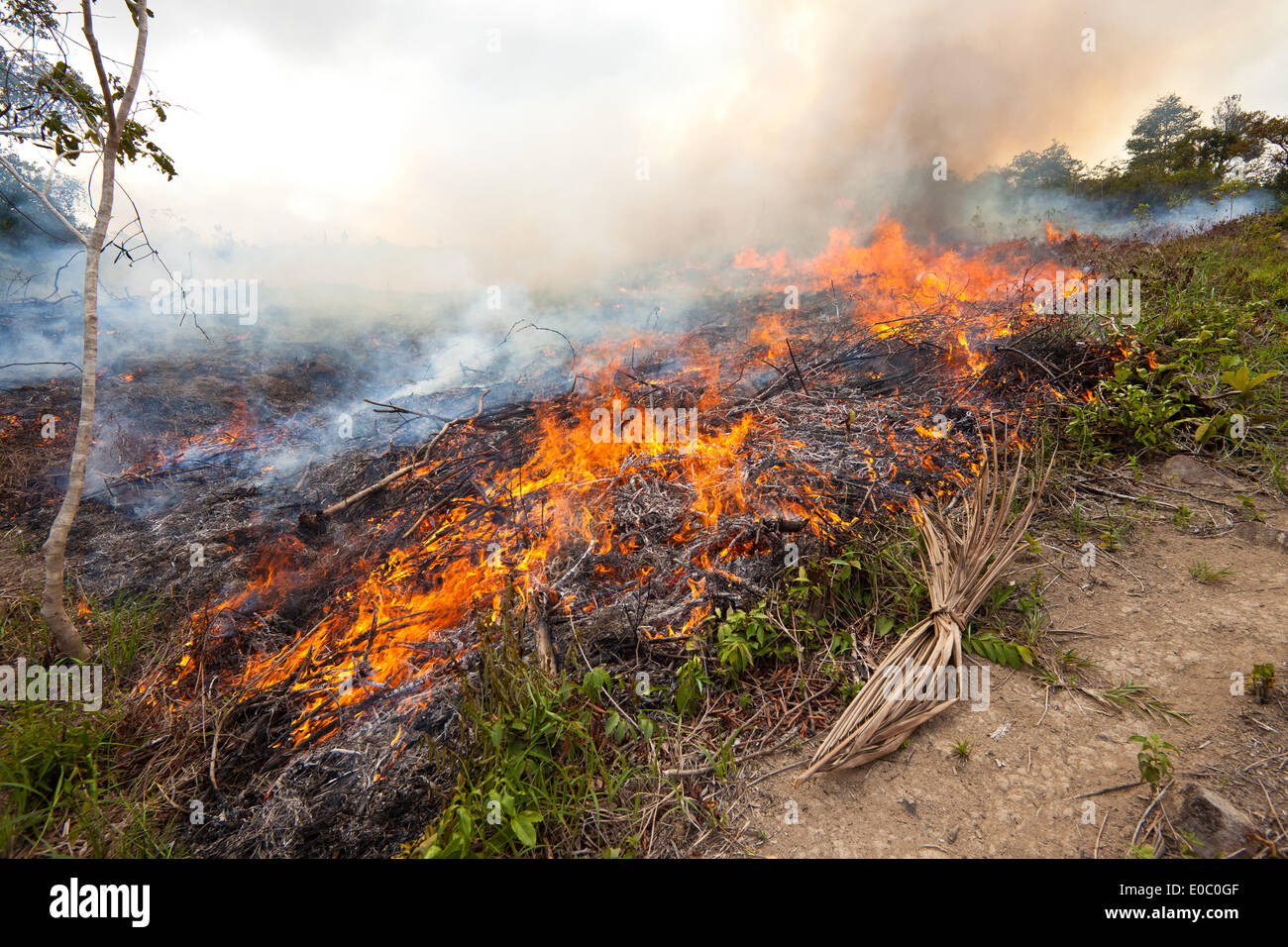 Rain forest burn deforestation High Resolution Stock Photography and ...