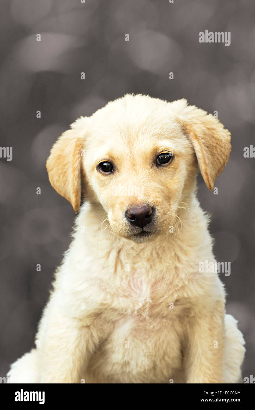 Pedigree labrador retriever hi-res stock photography and images - Alamy