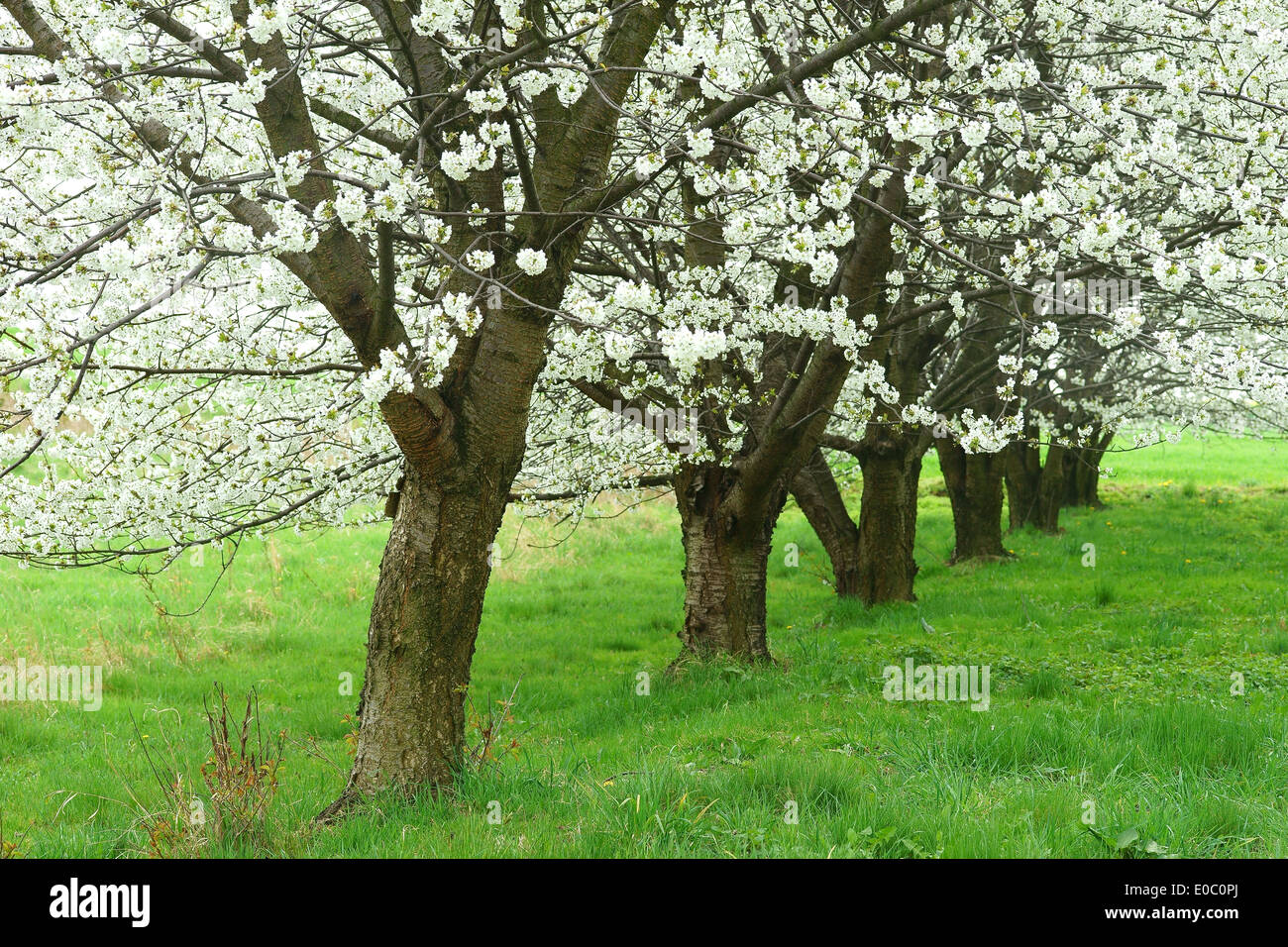 Row of blooming cherry trees in the orchard Stock Photo - Alamy