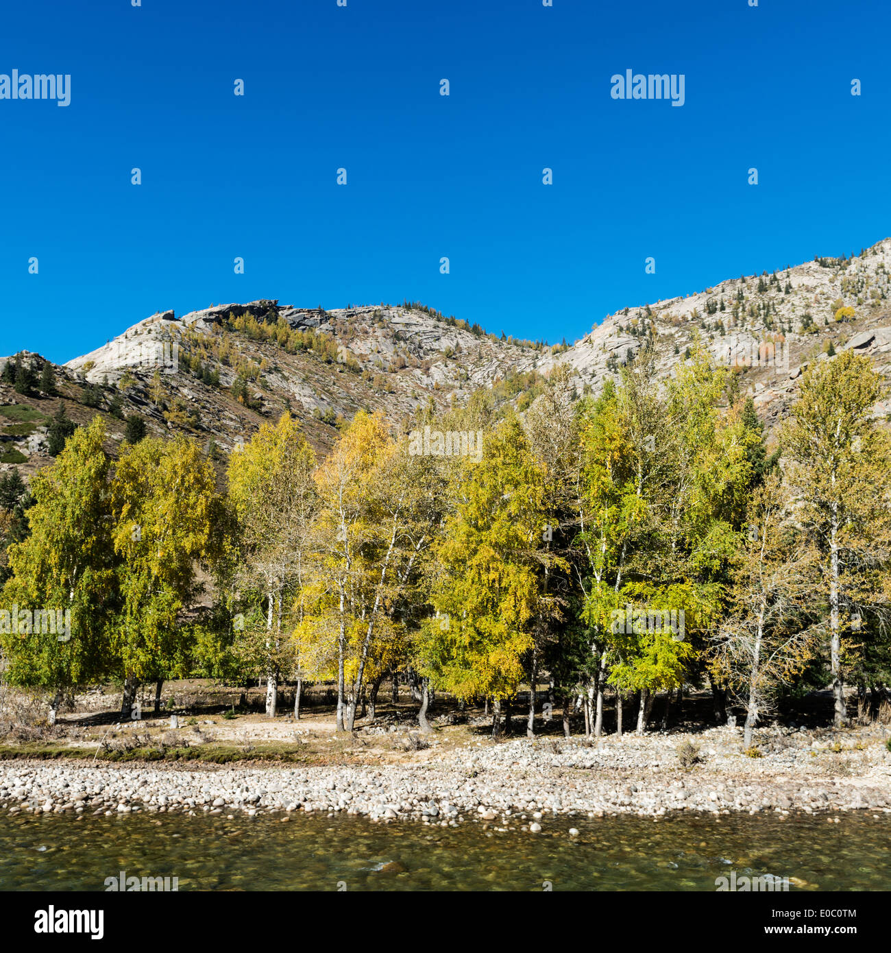 Birch trees in xinjiang,china Stock Photo - Alamy