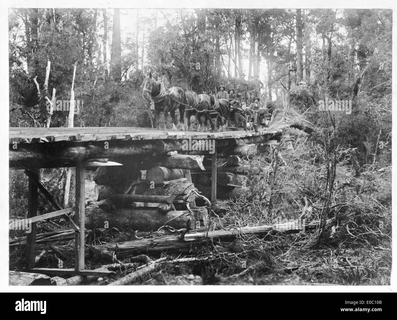 A historical photograph showing a bush railway and horse-drawn tram ...