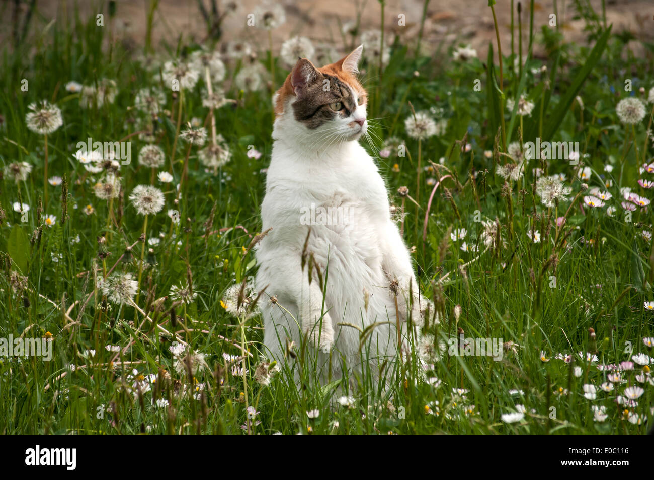 Cat on meadow Stock Photo - Alamy
