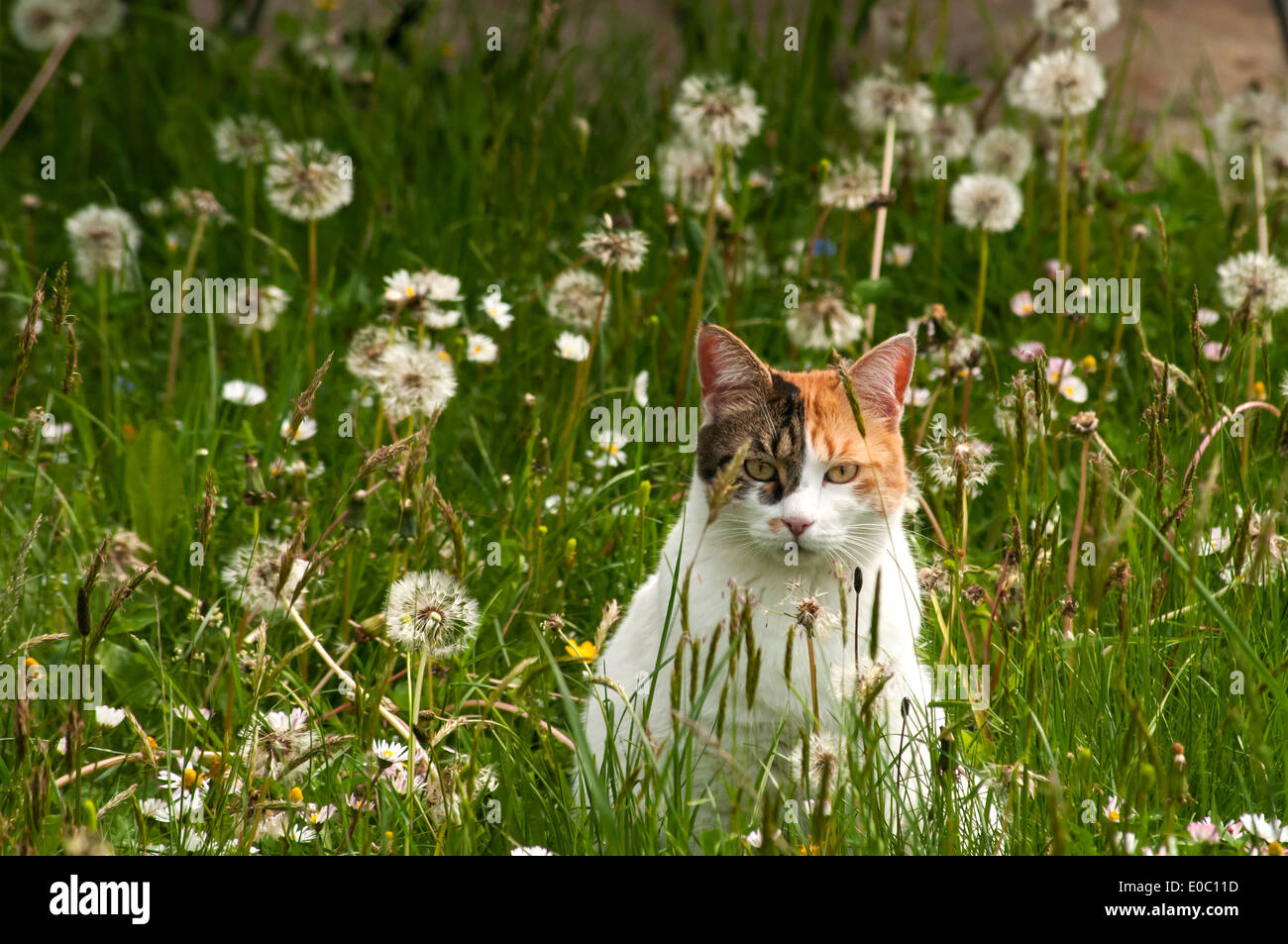 Cat on meadow Stock Photo - Alamy