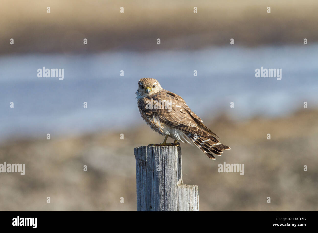 Merlin (Falco columbarius) Portrait of this falcon, sitting om fence ...