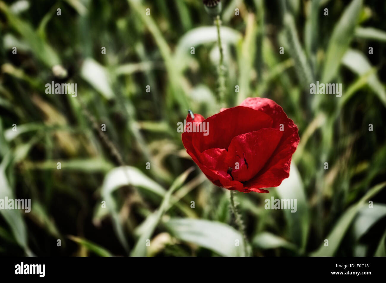 Lone Red poppy on dramatic green weeds field Stock Photo - Alamy