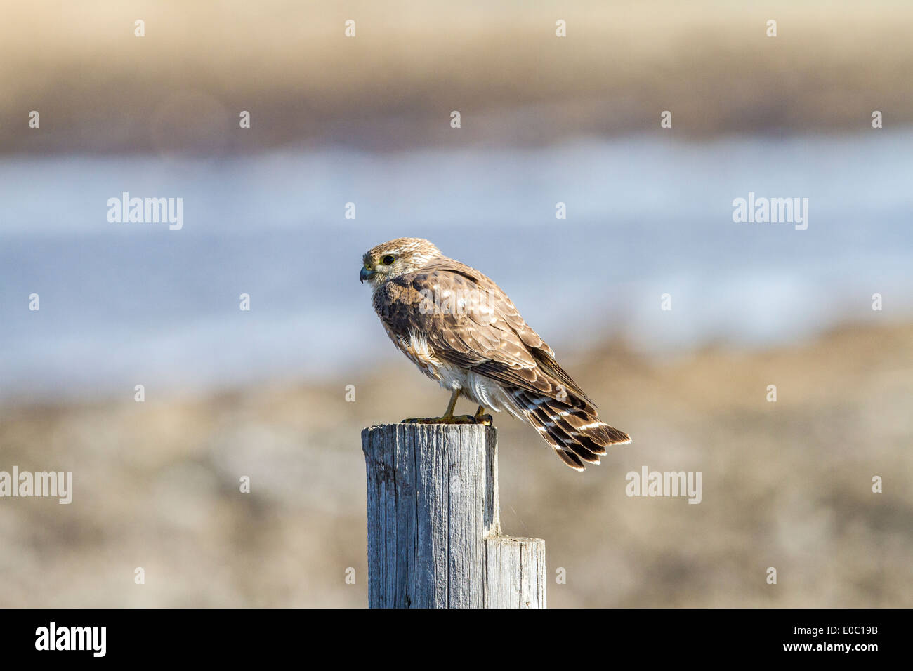 Merlin (Falco columbarius) Portrait of this falcon, sitting om fence ...