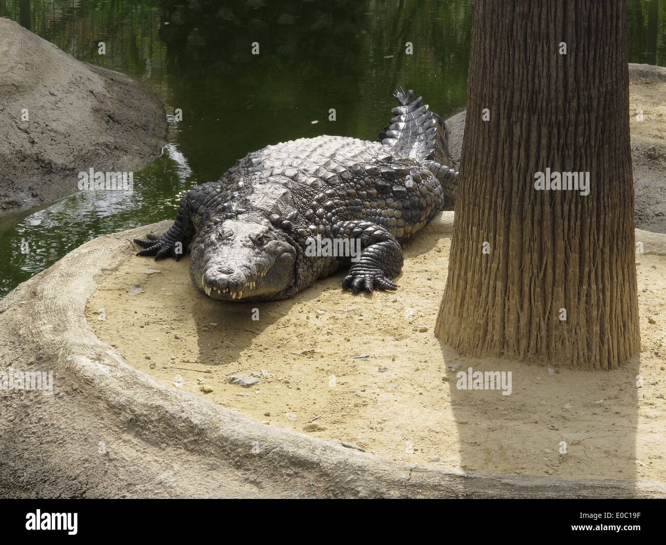 Crocodile hunters hi-res stock photography and images - Alamy