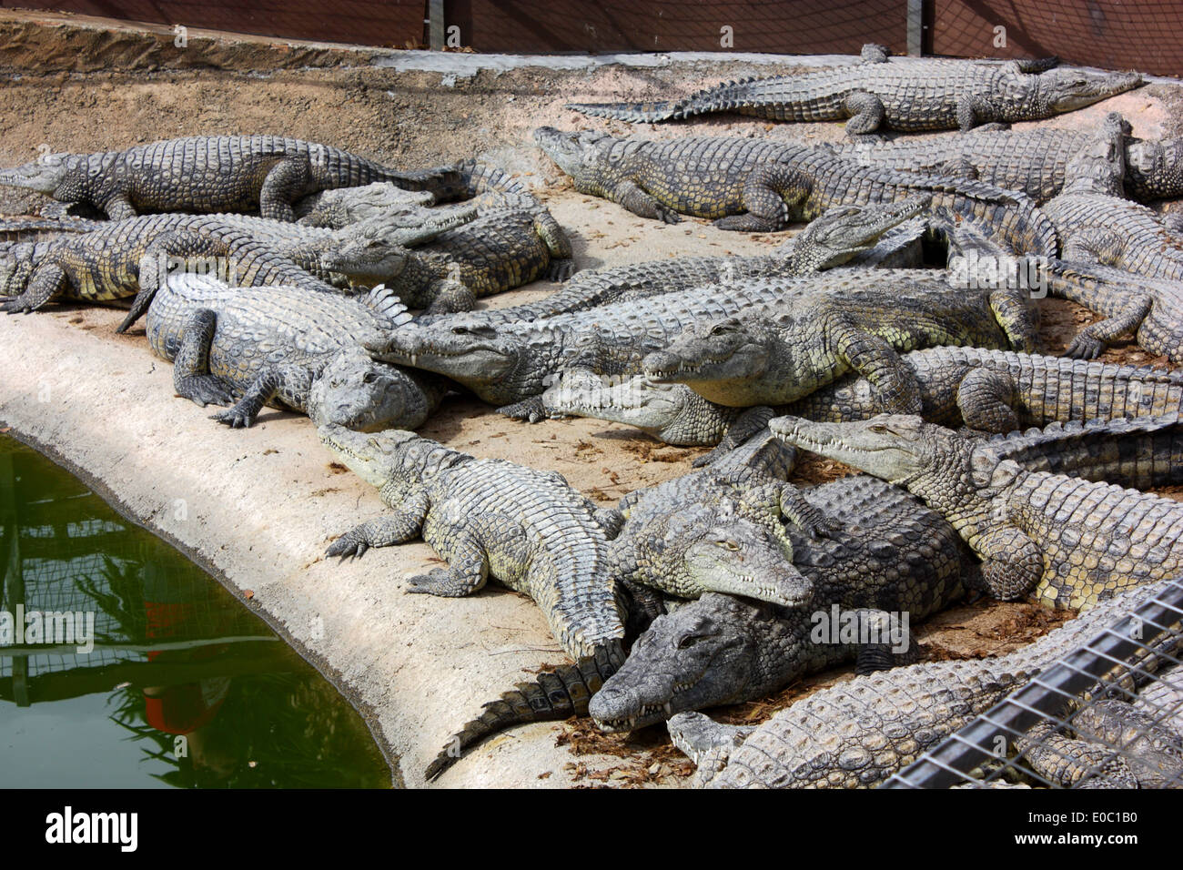 A group of crocodiles hi-res stock photography and images - Alamy