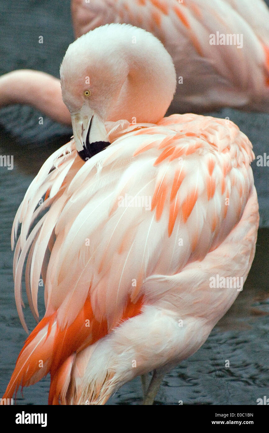 Itching animal hi-res stock photography and images - Alamy