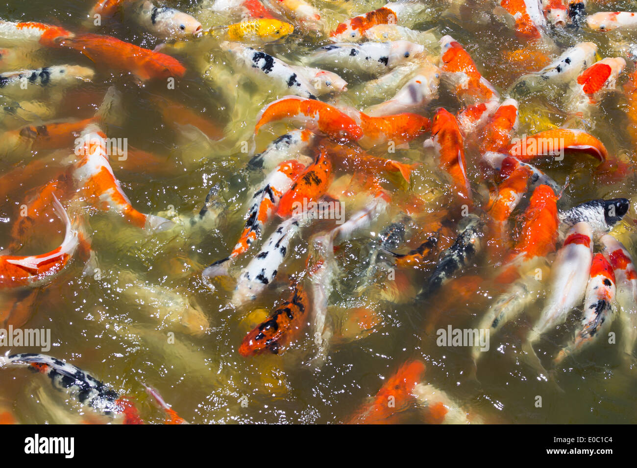 Fish chasing fish hi-res stock photography and images - Alamy