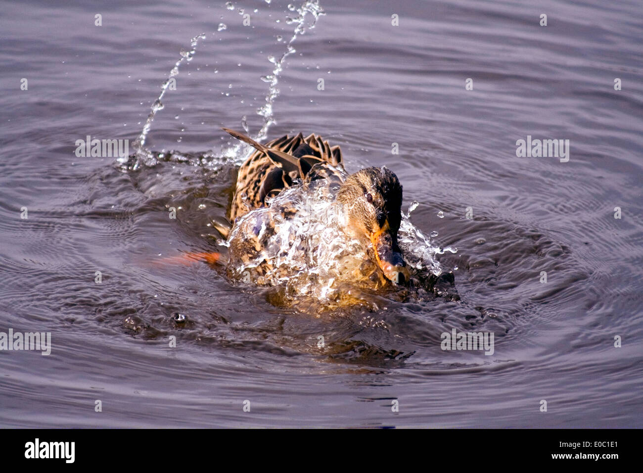 A female mallard duck splashing around in a lake Stock Photo - Alamy