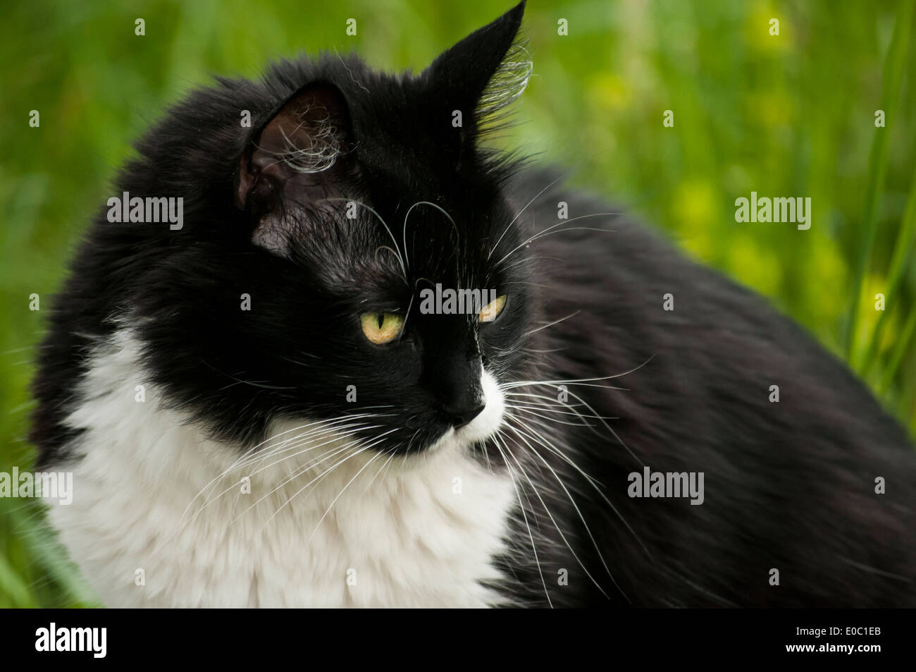 Black and white cat Stock Photo - Alamy