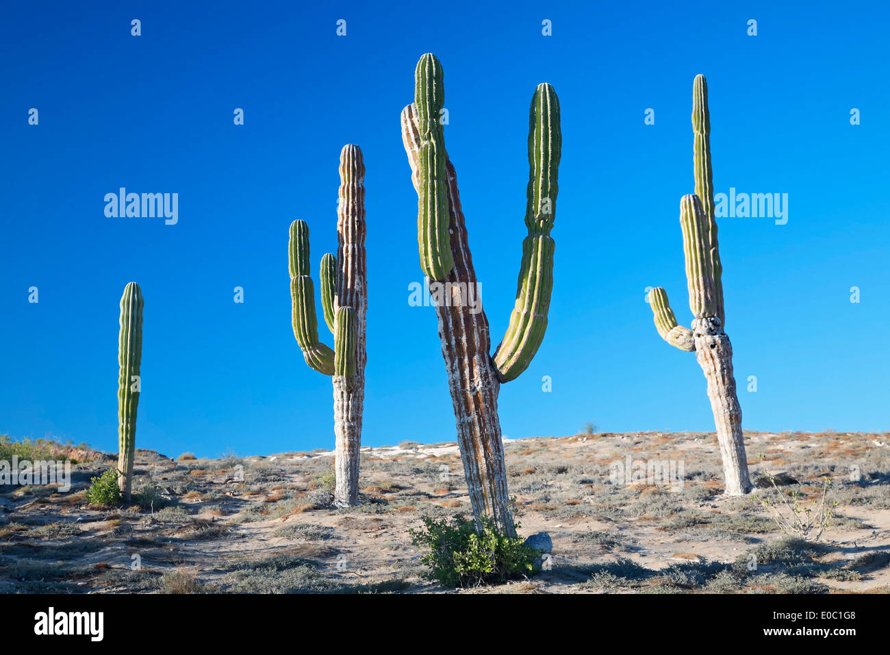 Cardon (Pachycereus) trees, Punta Suenos, near Mulege, Baja California ...