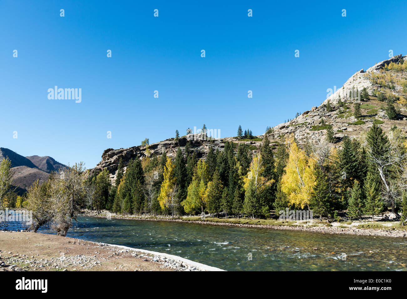 Birch trees in xinjiang,china Stock Photo - Alamy
