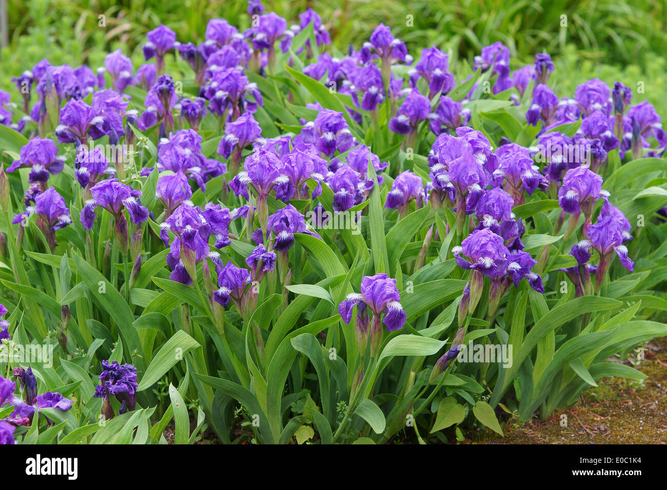 Miniature tall bearded Iris aphylla purple flowers Stock Photo - Alamy