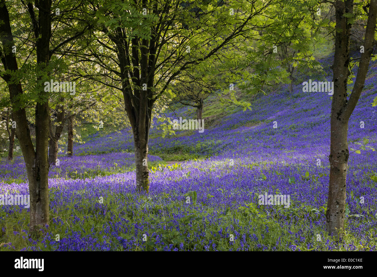Native britain hi-res stock photography and images - Alamy