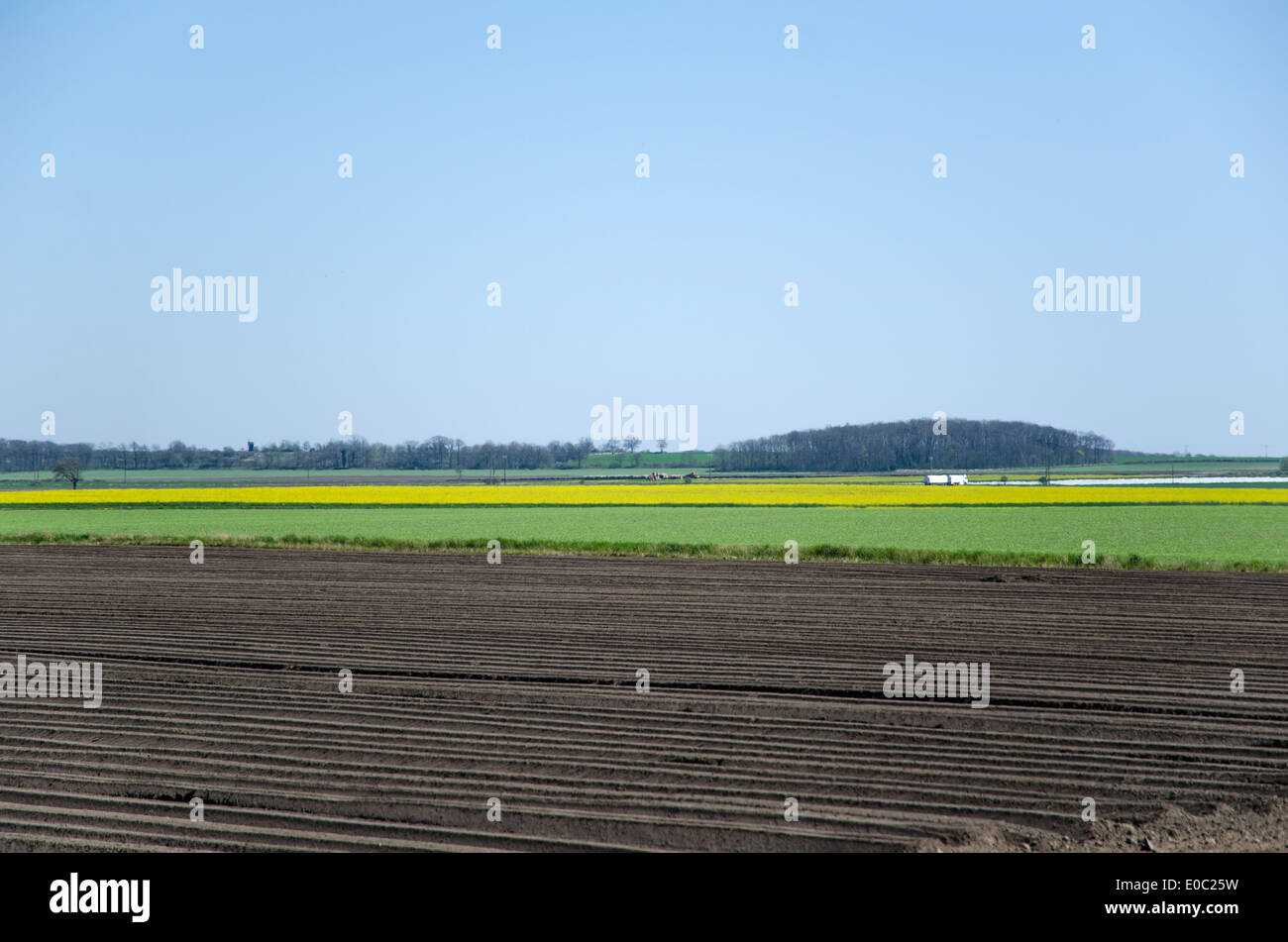 Rapefield hi-res stock photography and images - Alamy