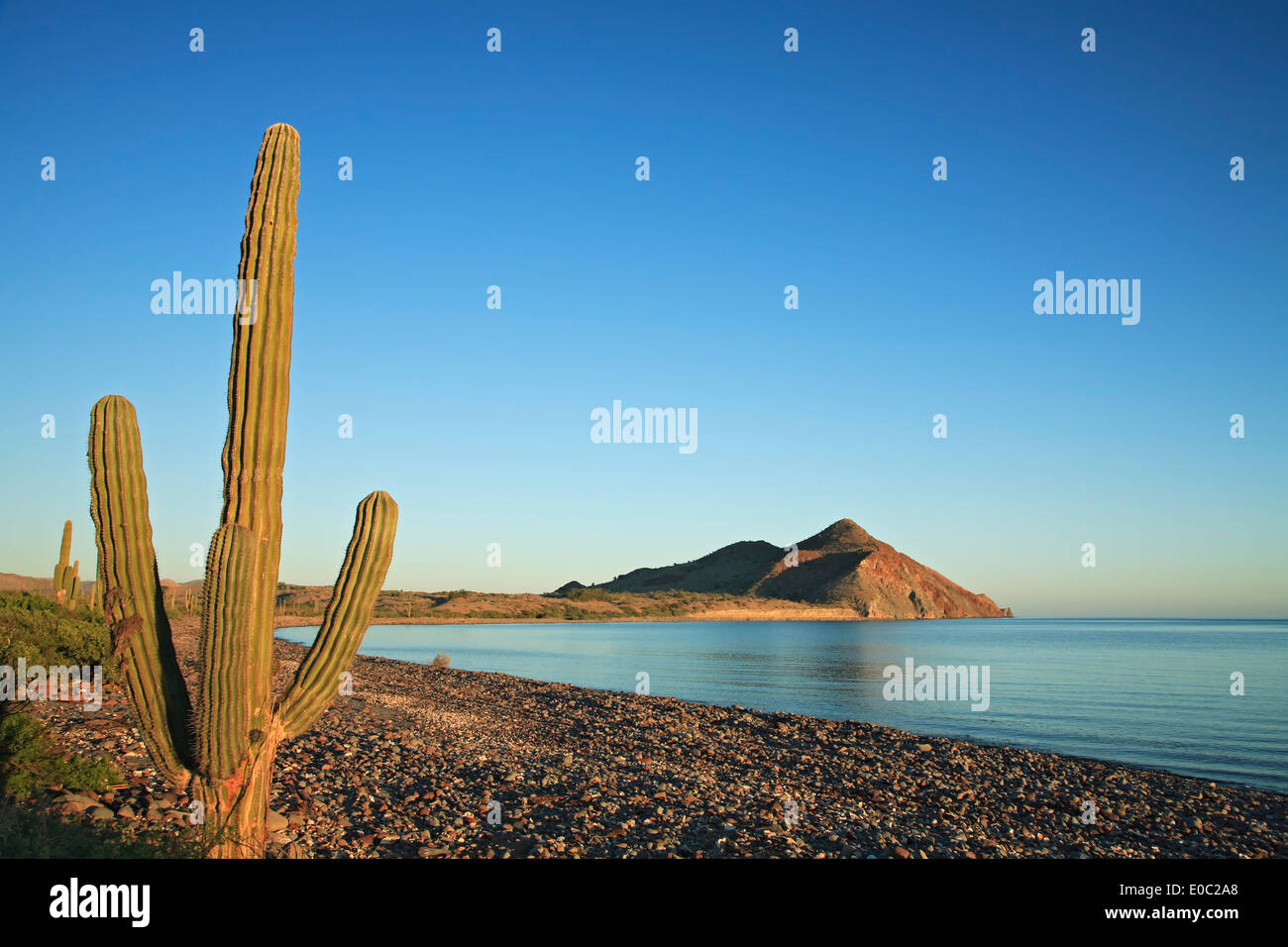Cardon (Pachycereus) trees, Sea of Cortez and mountain, near Mulege ...
