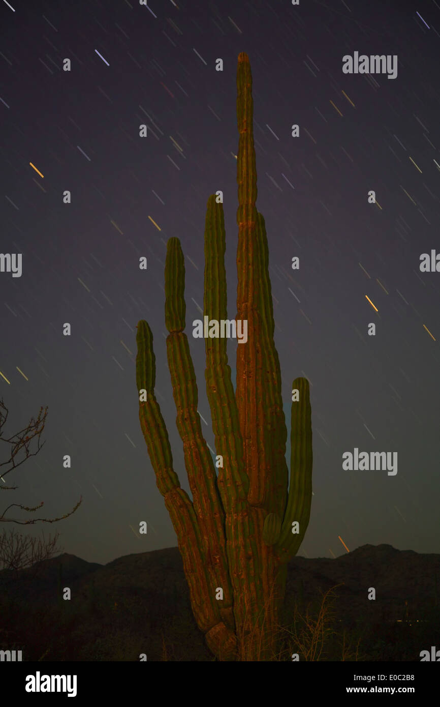 Cardon (Pachycereus) tree and star trails, near Mulege, Baja California ...